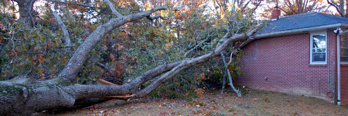 7 Signs Of A Dangerous Tree | Clauser Tree Care