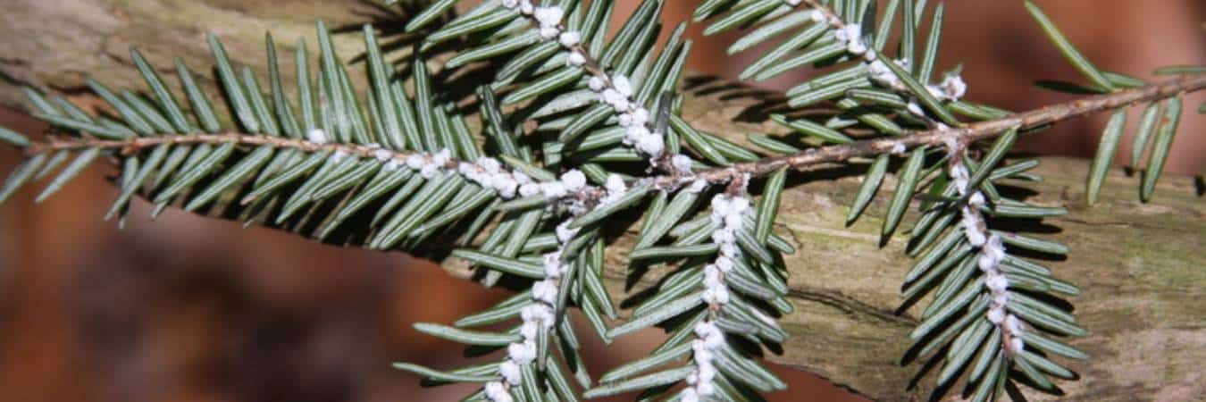 Pennsylvania Hemlocks: Battle Against Hemlock Woolly Adelgid | Clauser ...