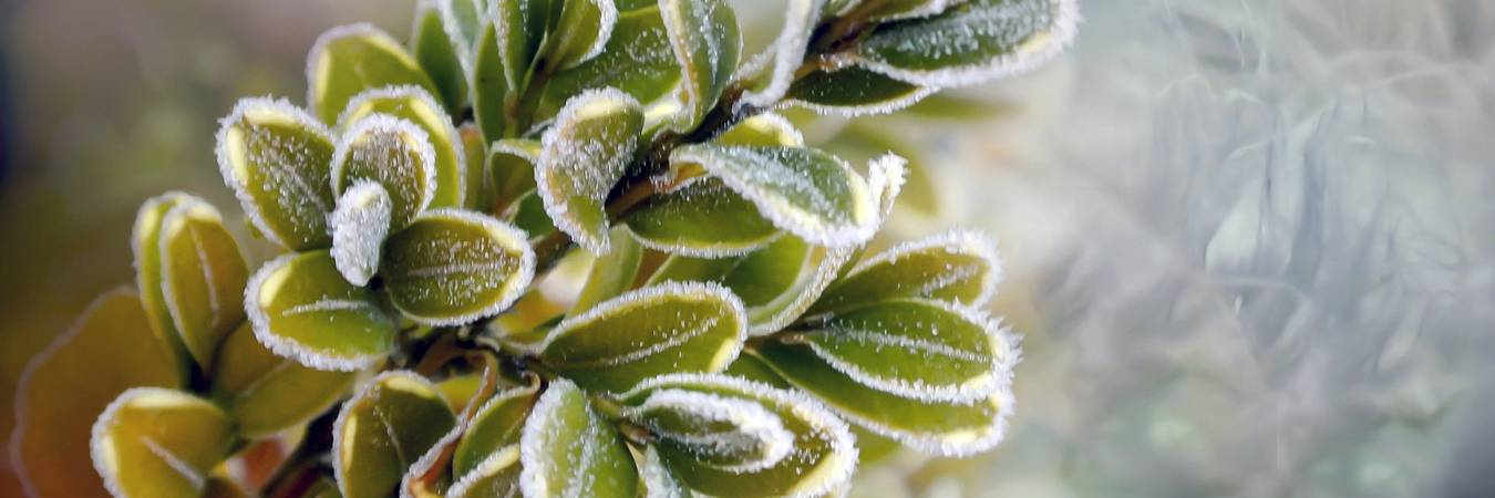 Tree Anti-desiccants: Staying Hydrated All Winter Long In Pennsylvania ...