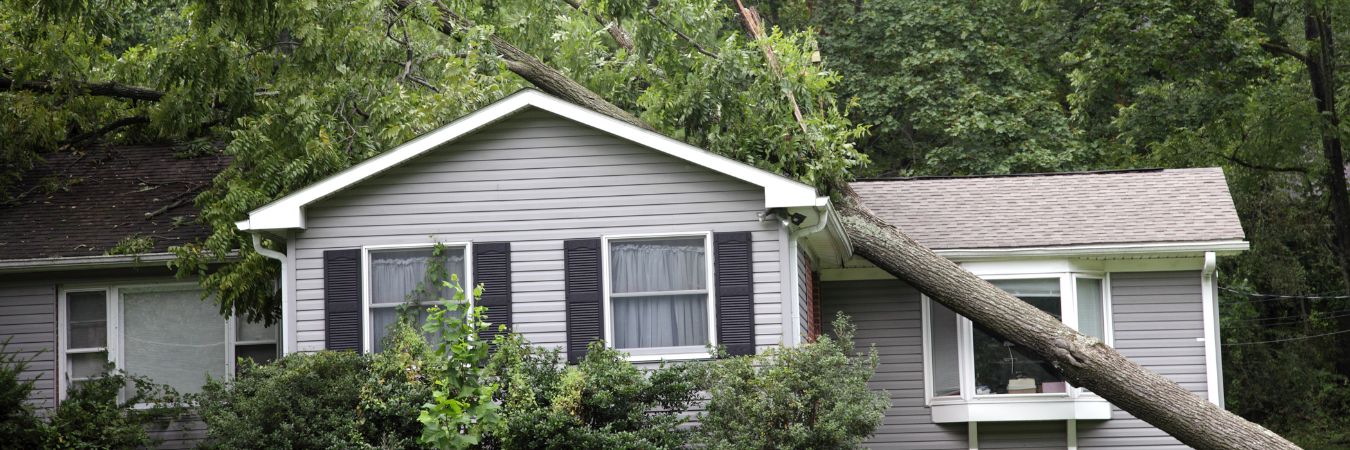 Hazardous Tree FAQs: What To Know About Dangerous Trees In Your Eastern ...