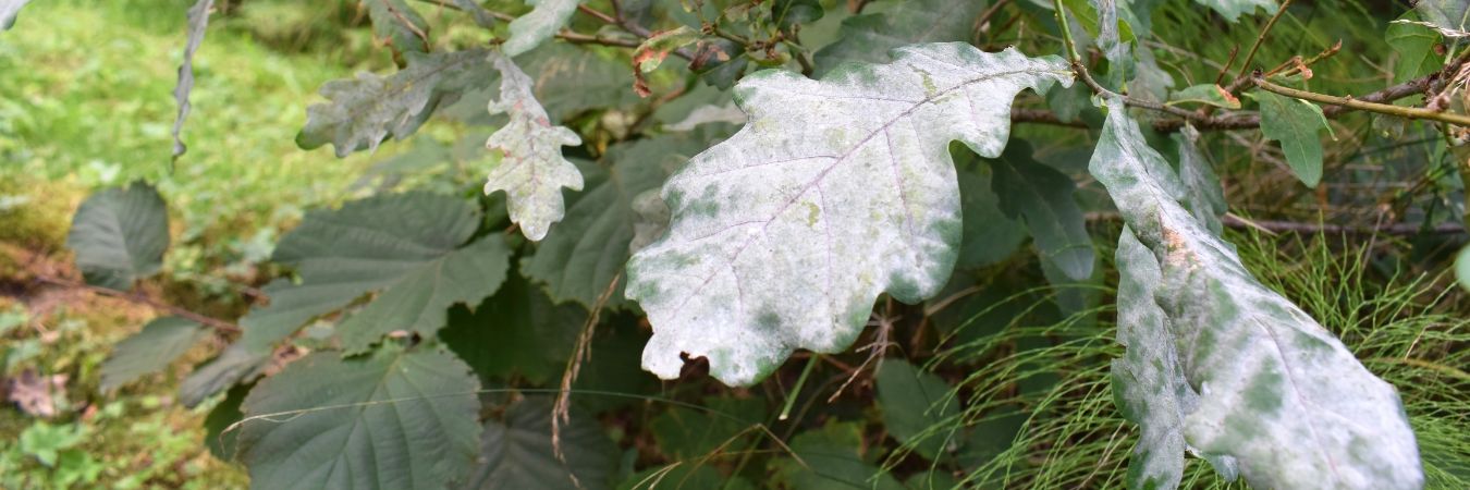 Powdery Mildew On Trees And Shrubs In Eastern PA: Causes, Prevention ...
