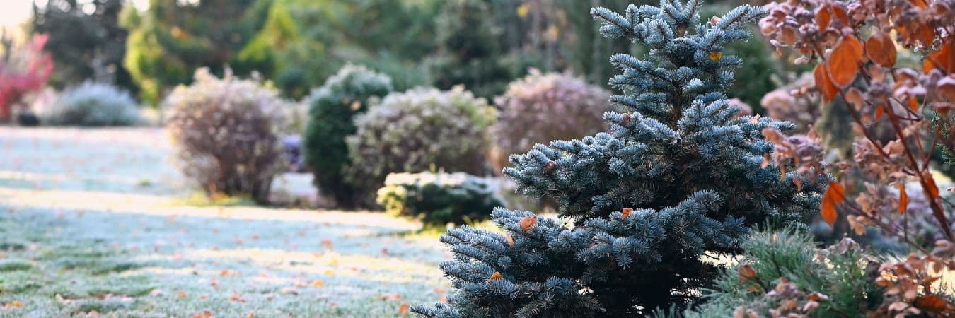 6 Items To Add To Your Southeastern PA Winter Tree Care Checklist ...