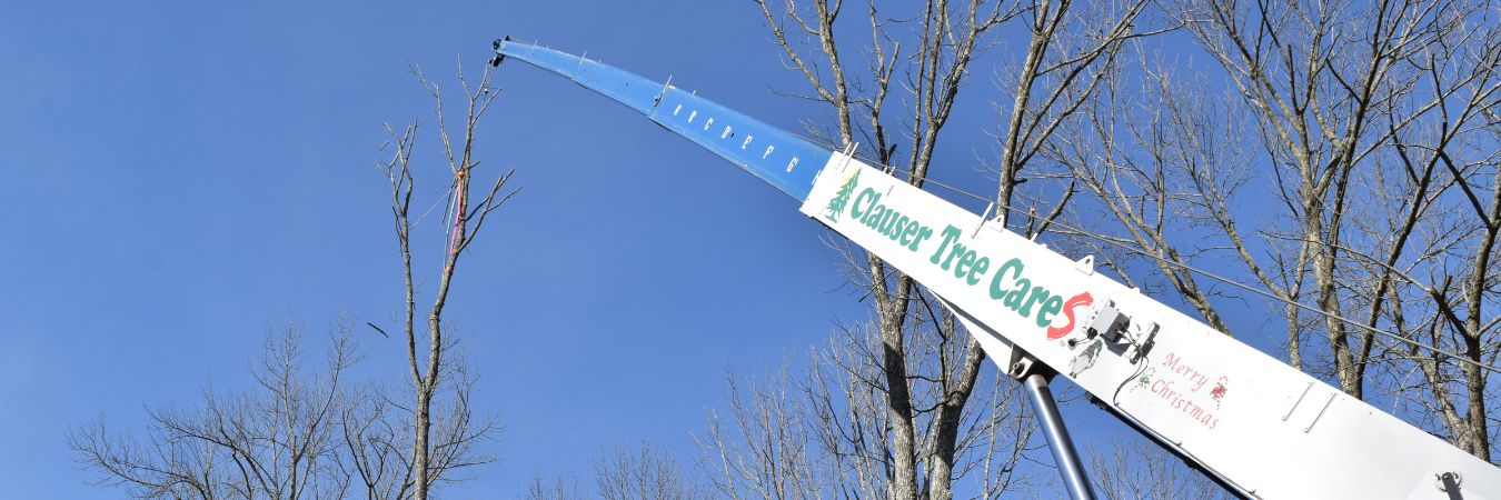 Dead Tree Removal: What You Need To Know | Clauser Tree Care