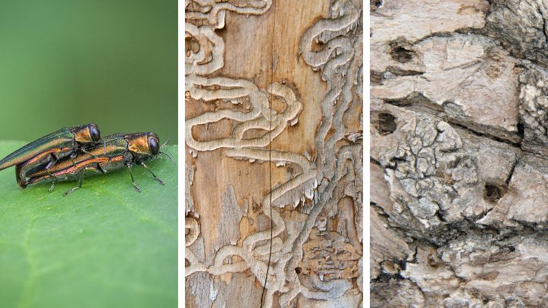 Emerald Ash Borer | Clauser Tree Care