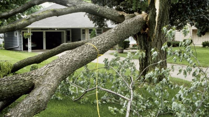 7 Signs Of A Dangerous Tree | Clauser Tree Care