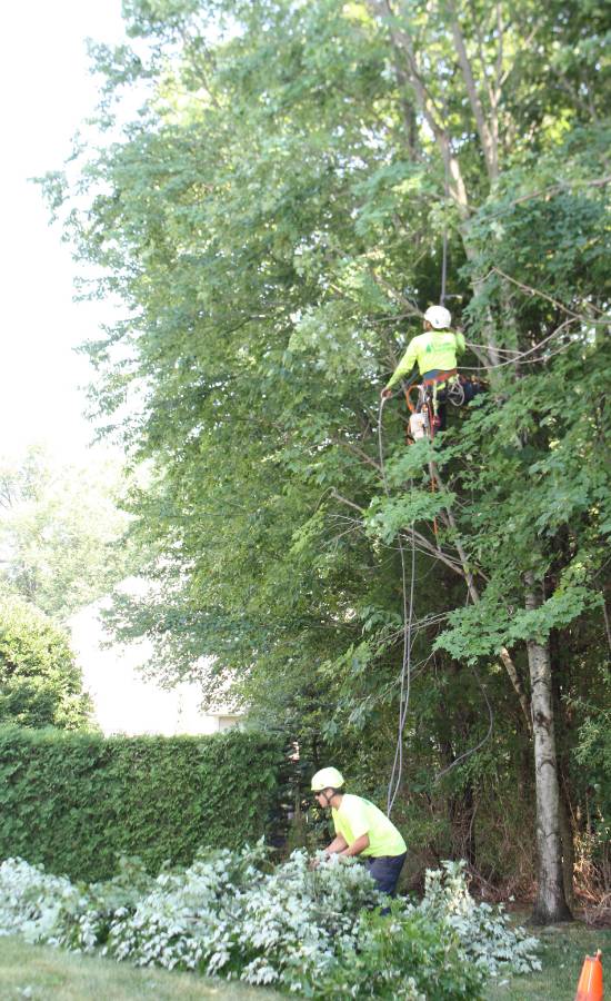 About Clauser Tree Care, Tree Service Company In Chalfont, PA