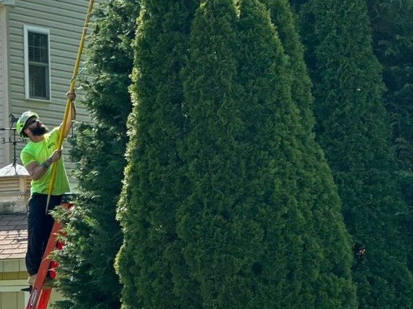 Protecting Pennsylvania's Native Trees | Clauser Tree Care